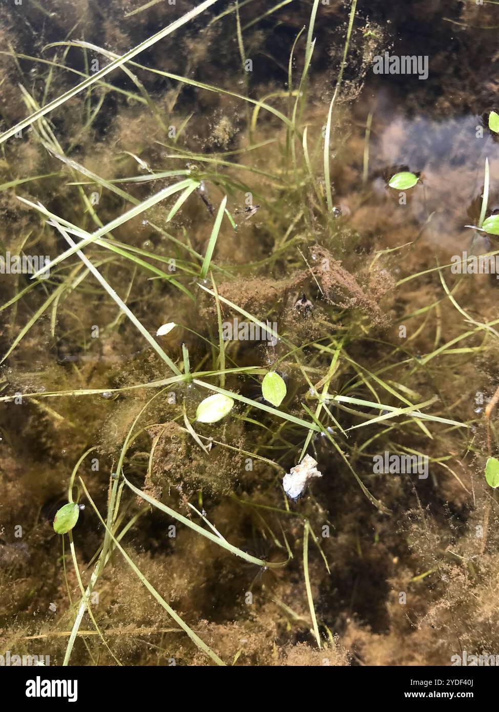 Potamogetonaceae family hi-res stock photography and images - Alamy