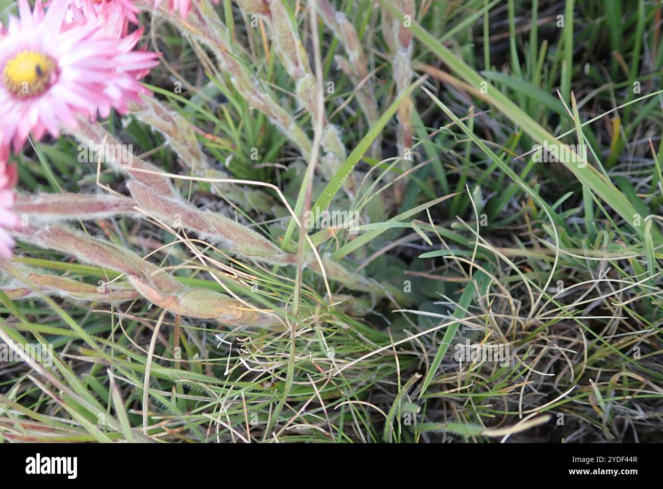 Pink Everlasting (Helichrysum adenocarpum Stock Photo - Alamy