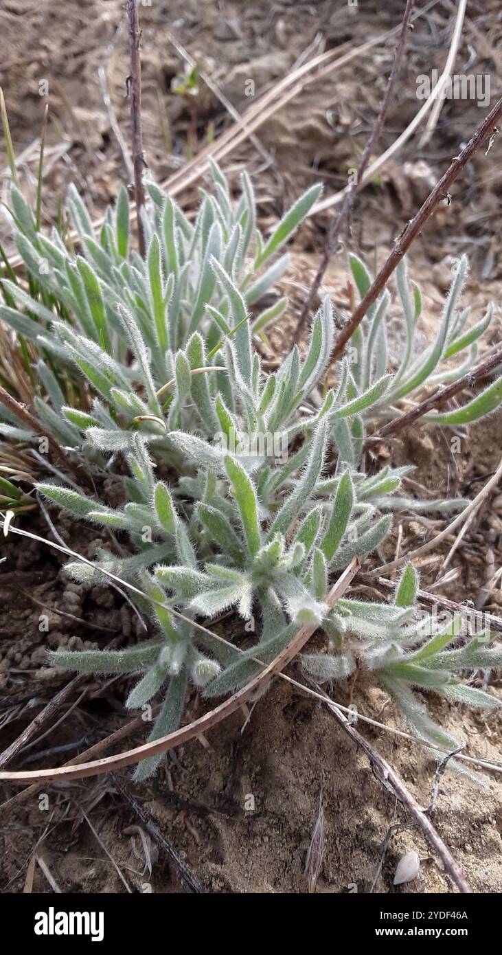 Field Sagewort (Artemisia campestris Stock Photo - Alamy