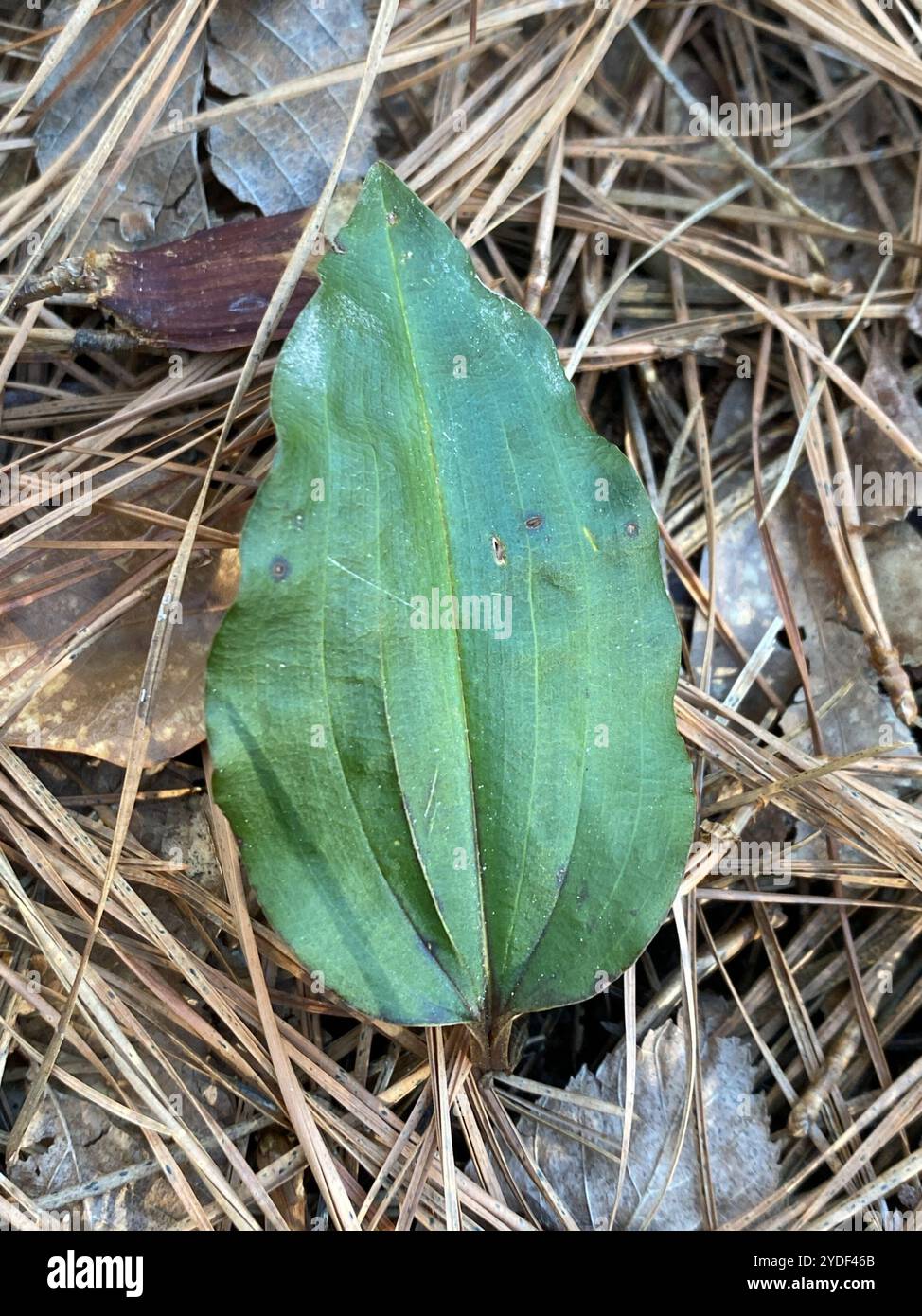 crane-fly orchid (Tipularia discolor Stock Photo - Alamy