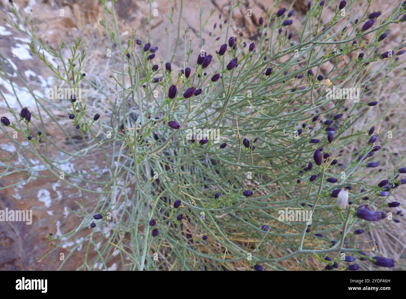 Turpentine Broom (Thamnosma montana Stock Photo - Alamy