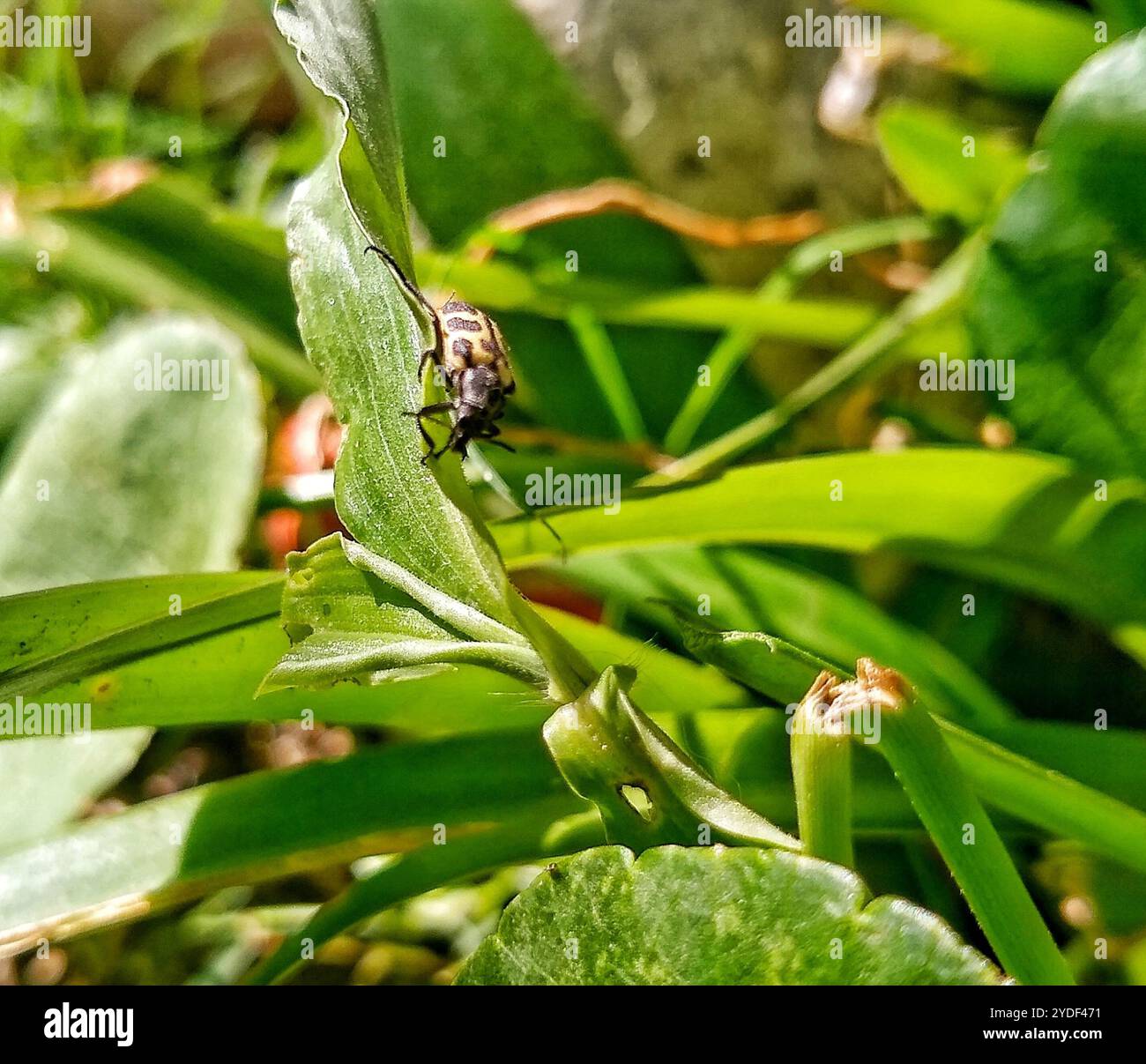 Spotted Maize Beetle (Astylus atromaculatus Stock Photo - Alamy