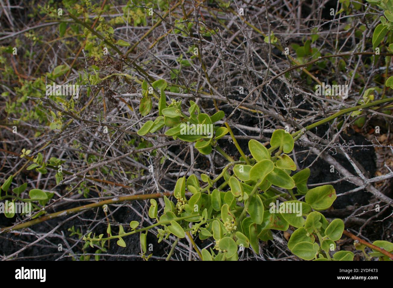 salt bush (Cryptocarpus pyriformis Stock Photo - Alamy