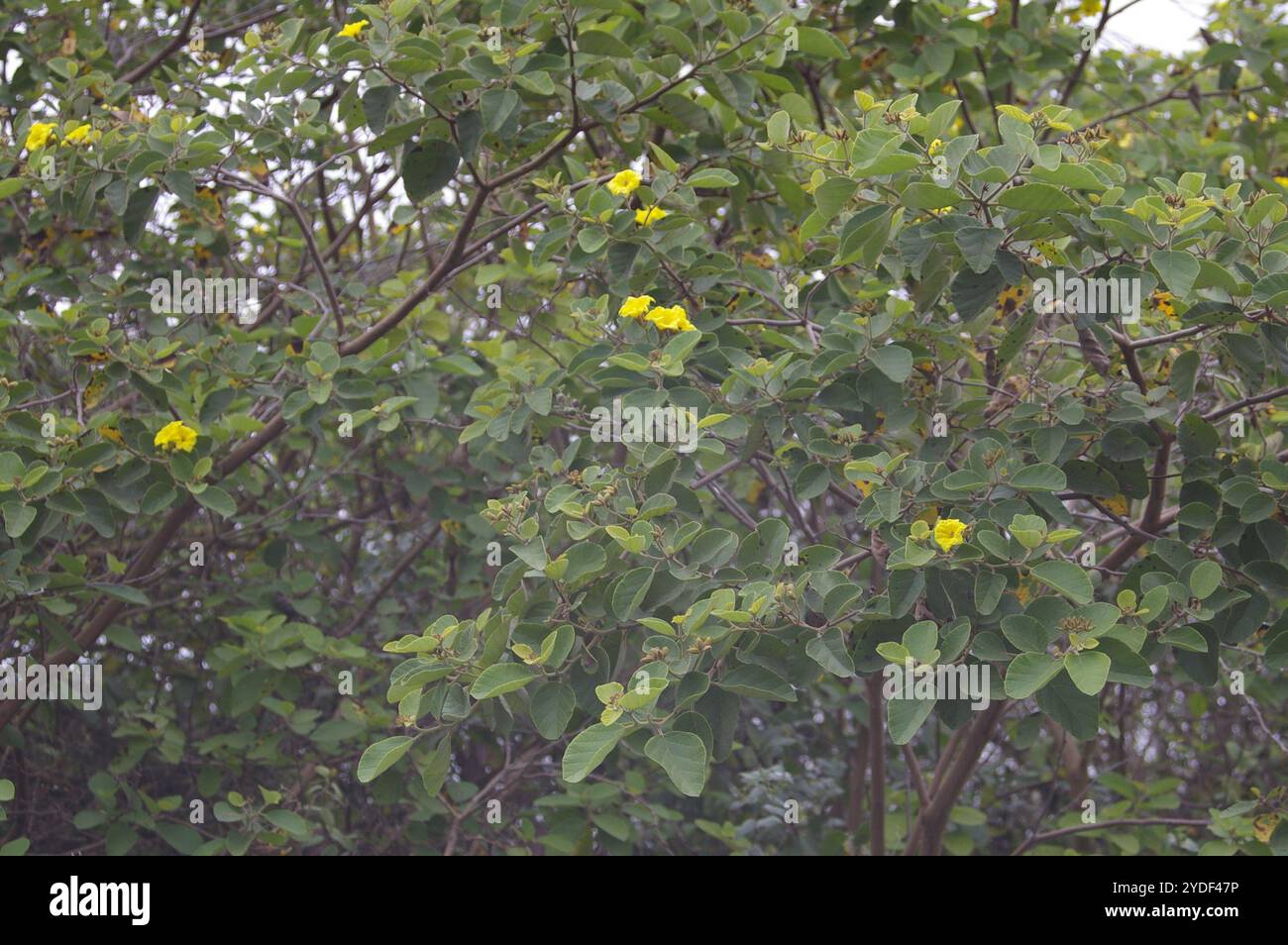 yellow geiger (Cordia lutea Stock Photo - Alamy