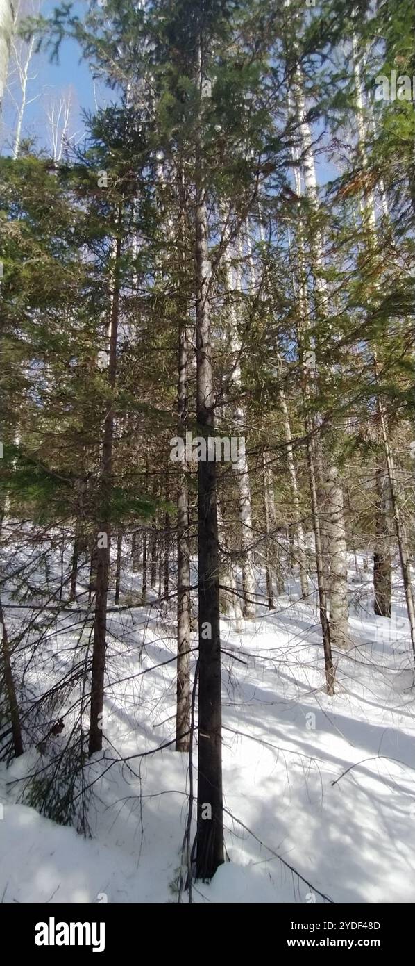 Siberian fir (Abies sibirica Stock Photo - Alamy