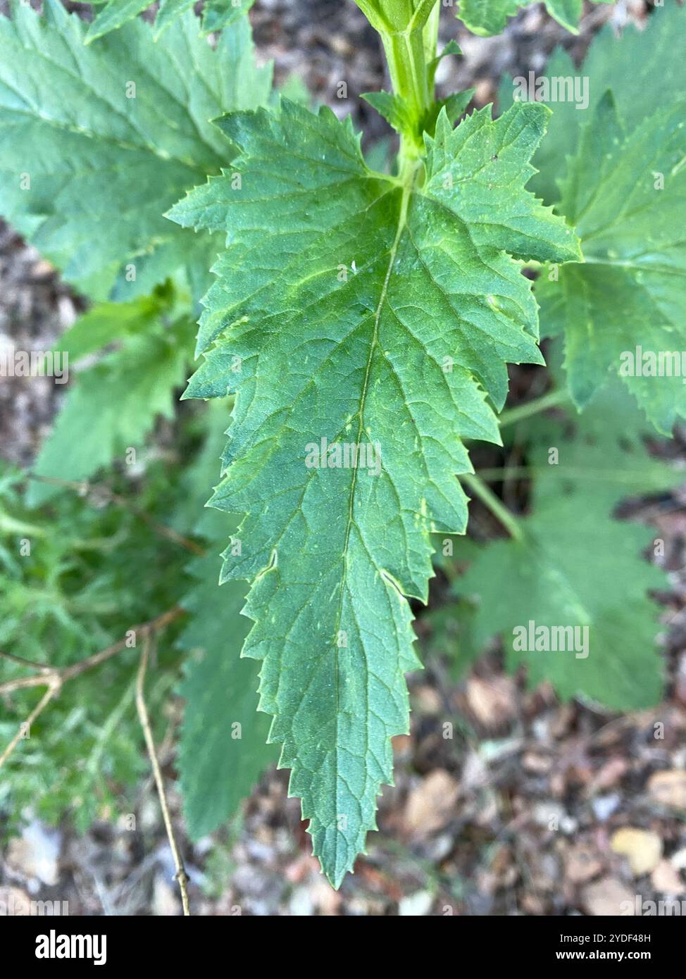 California beeplant (Scrophularia californica Stock Photo - Alamy