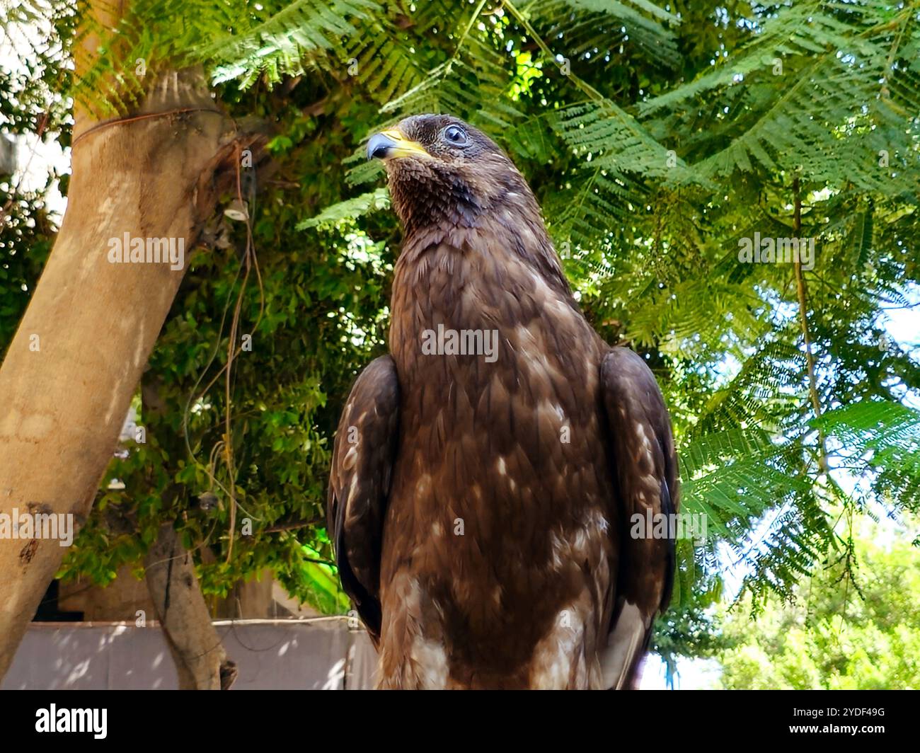 Honey buzzard, Pernis Falco apivorus, family Accipitridae, a genus of ...