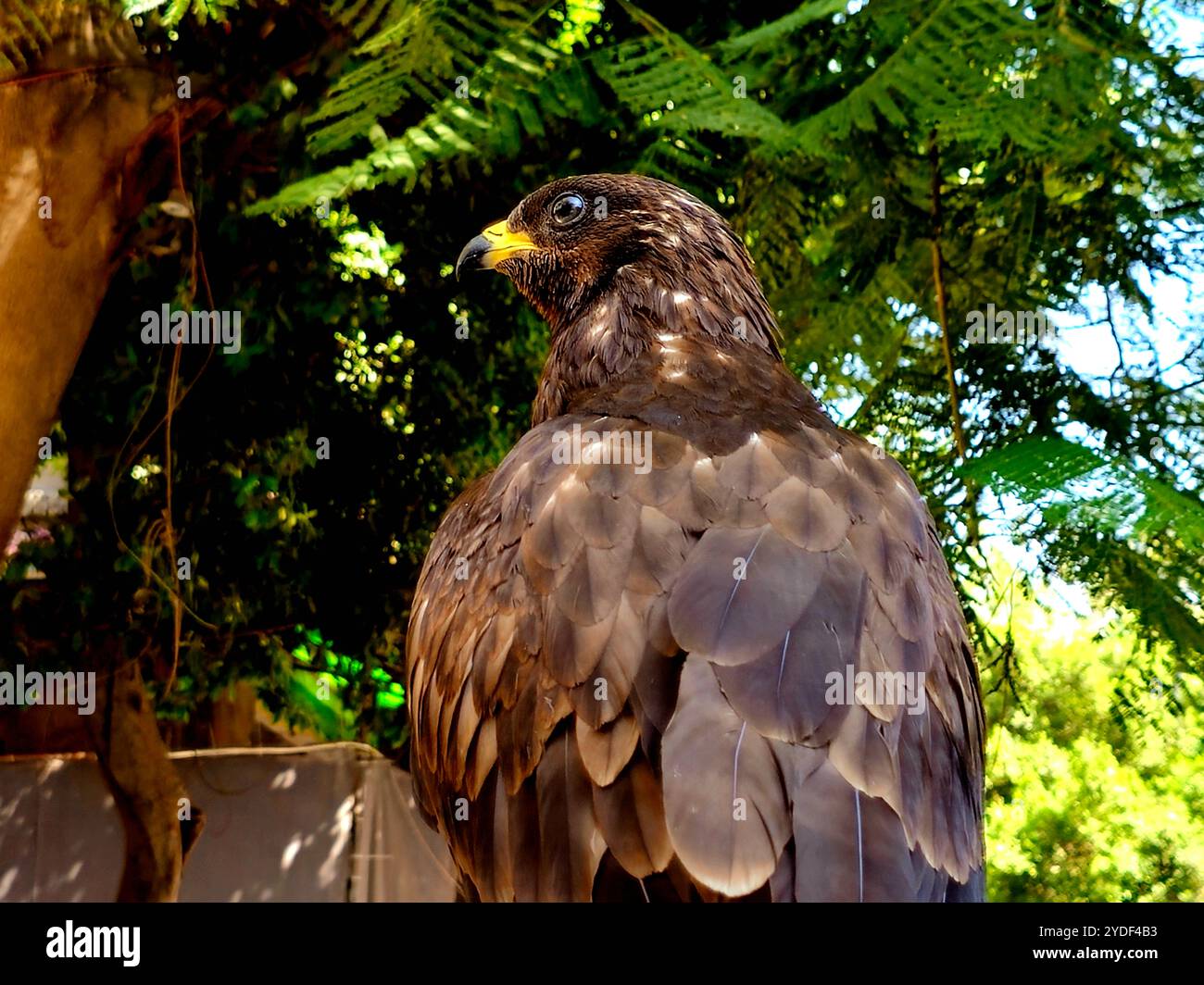 Honey buzzard, Pernis Falco apivorus, family Accipitridae, a genus of ...