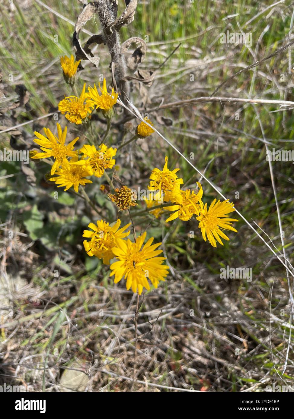 Telegraphweed (Heterotheca grandiflora Stock Photo - Alamy