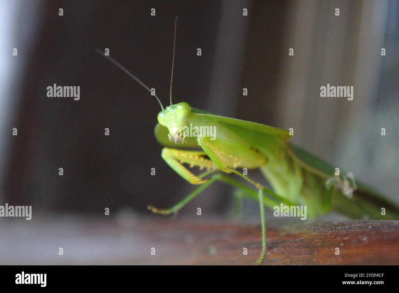 Rhombicollis hi-res stock photography and images - Alamy