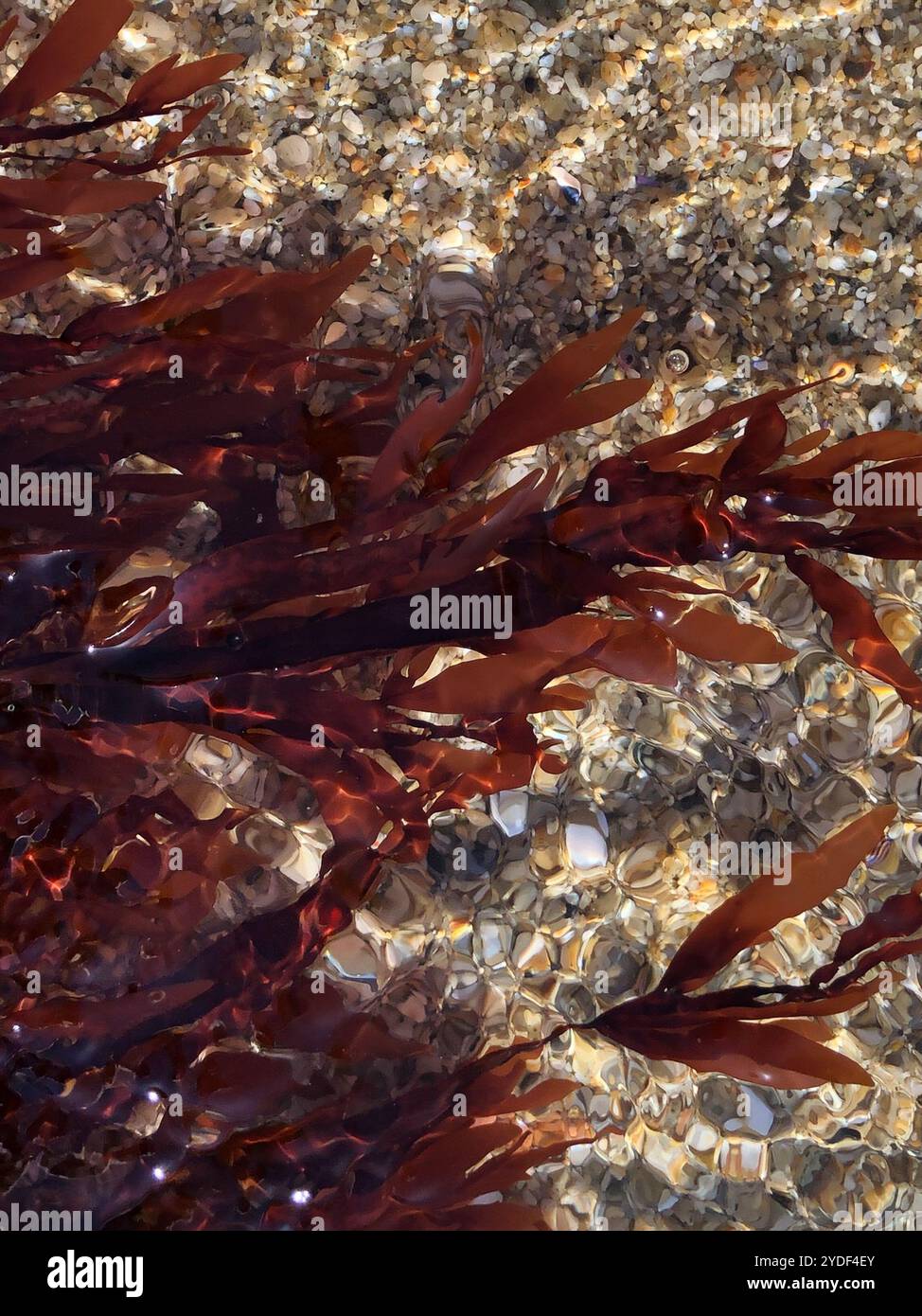 Bleach Weed (Prionitis sternbergii Stock Photo - Alamy