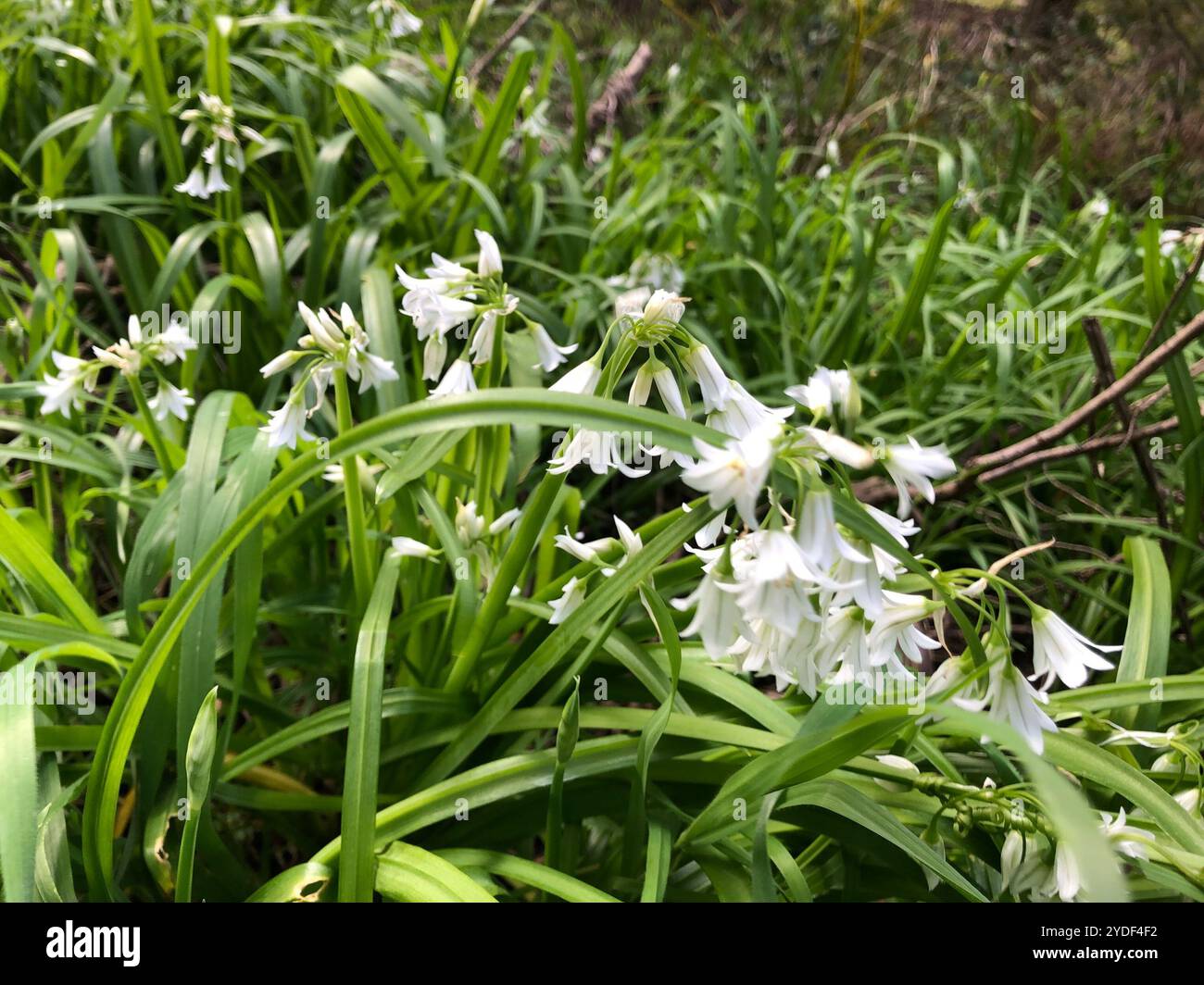 Three-cornered garlic (Allium triquetrum Stock Photo - Alamy