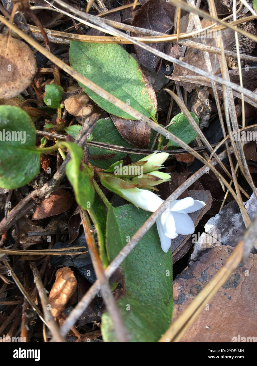 Epigaea repens hi-res stock photography and images - Alamy