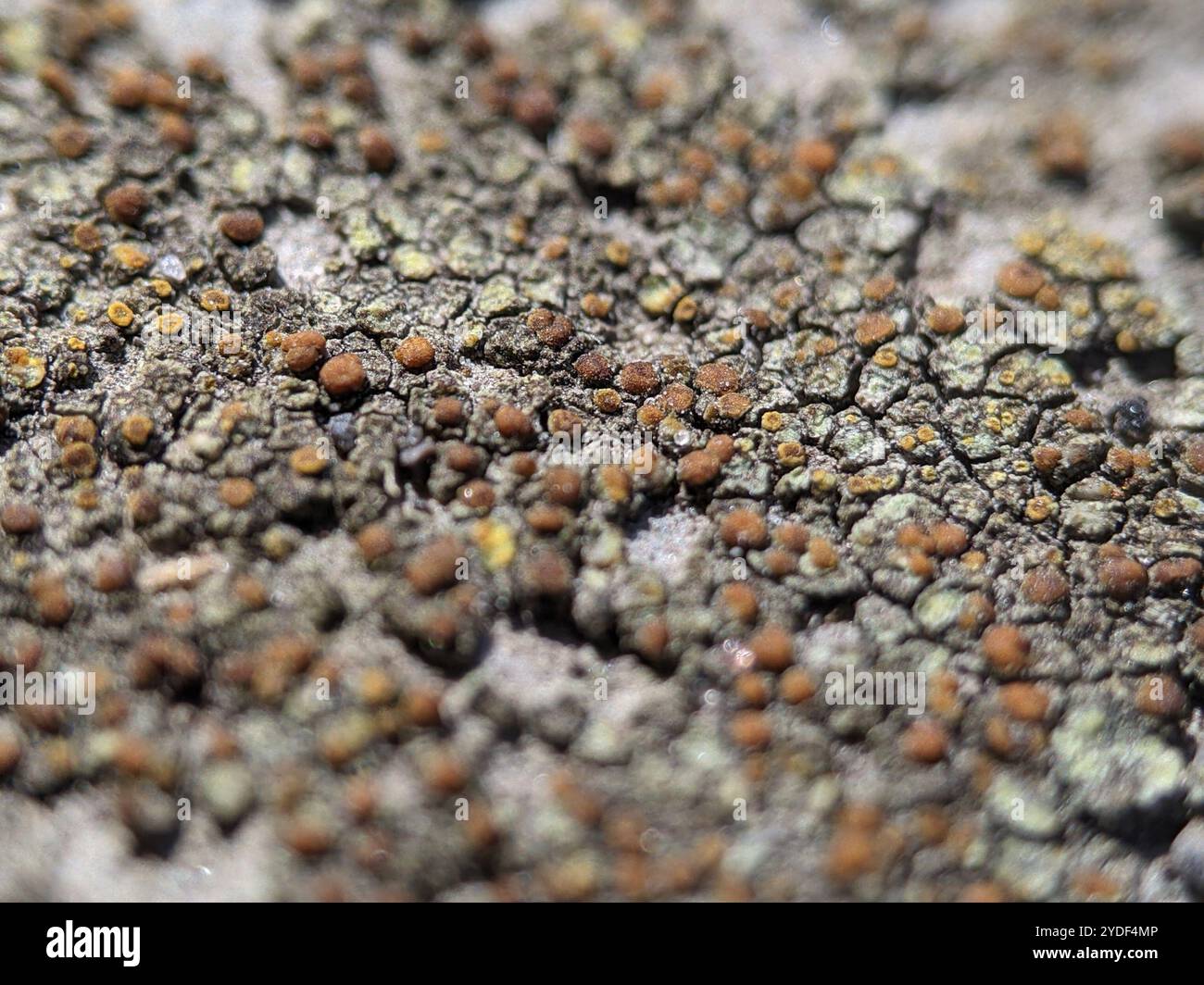 Sulphur Firedot (Gyalolechia flavovirescens Stock Photo - Alamy