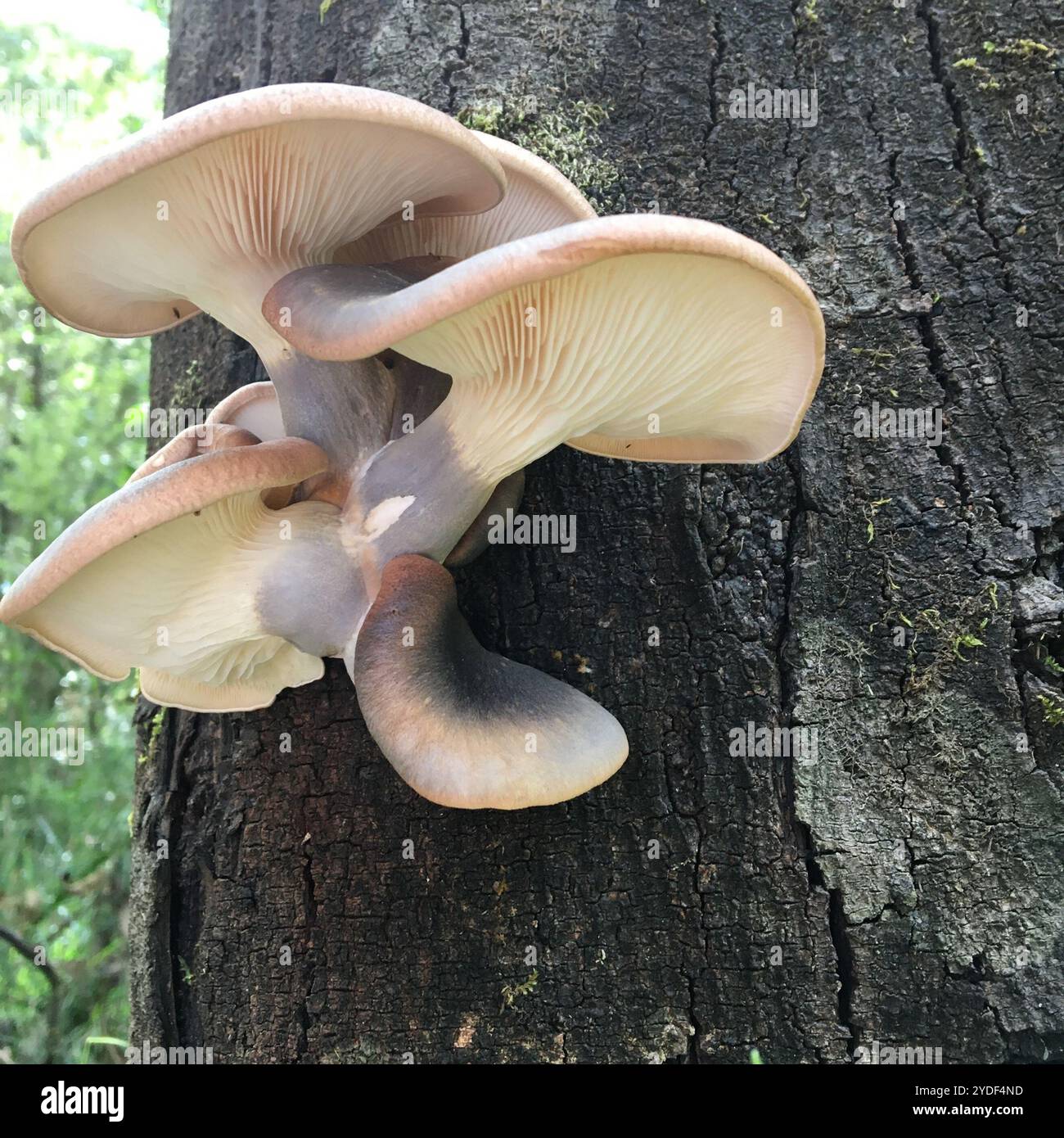ghost fungus (Omphalotus nidiformis Stock Photo - Alamy