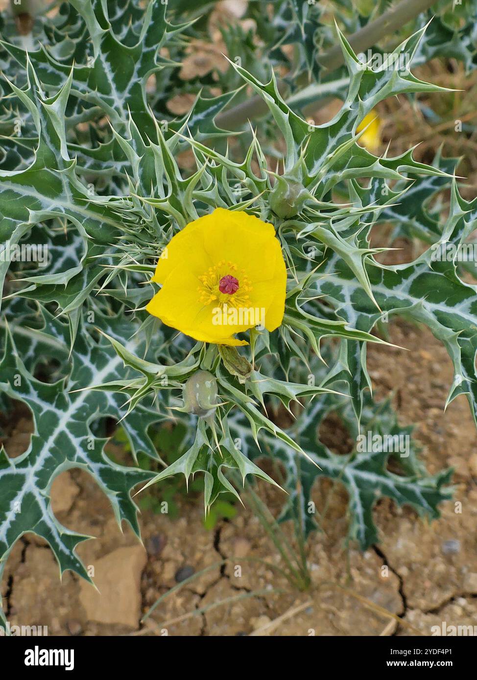Mexican prickly poppy (Argemone mexicana Stock Photo - Alamy