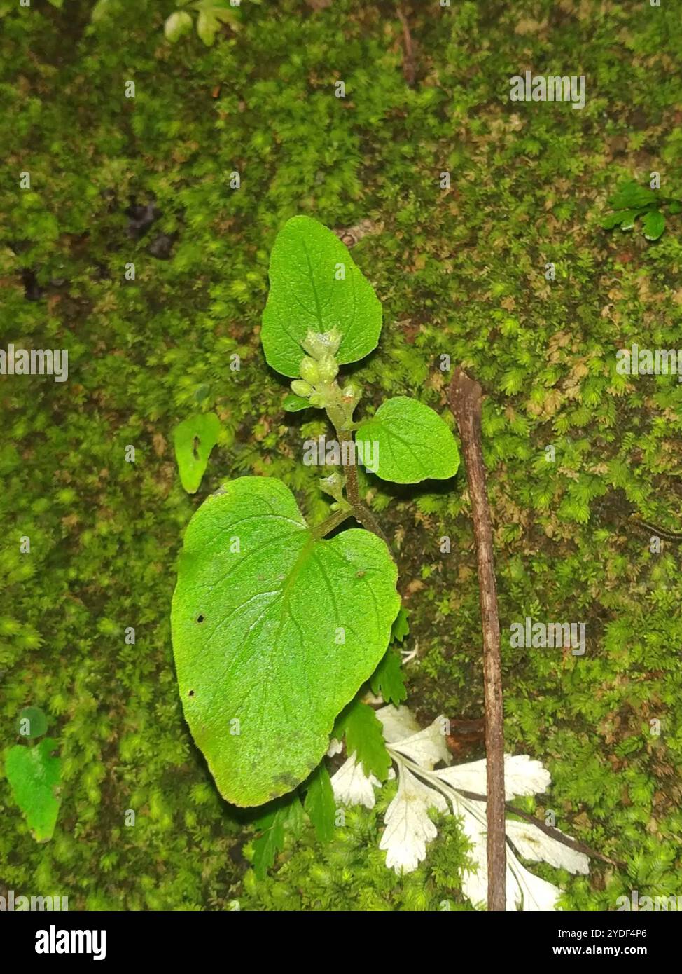 Epithema hi-res stock photography and images - Alamy