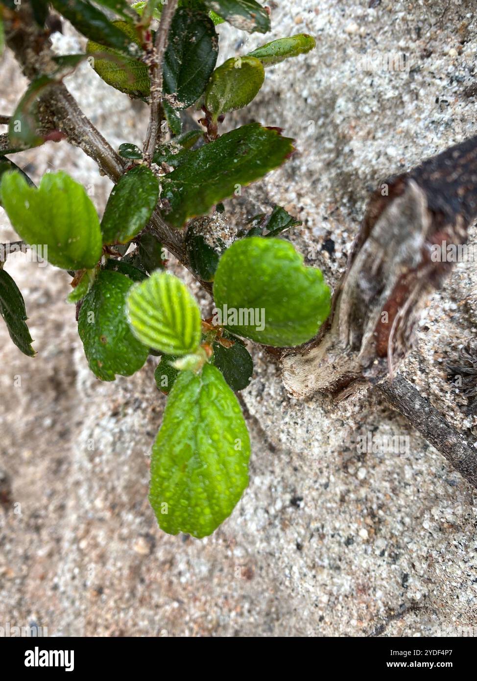 Birchleaf Mountain Mahogany (Cercocarpus betuloides Stock Photo - Alamy