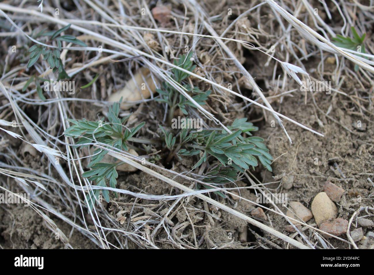 Plains Cymopterus (Cymopterus glomeratus Stock Photo - Alamy