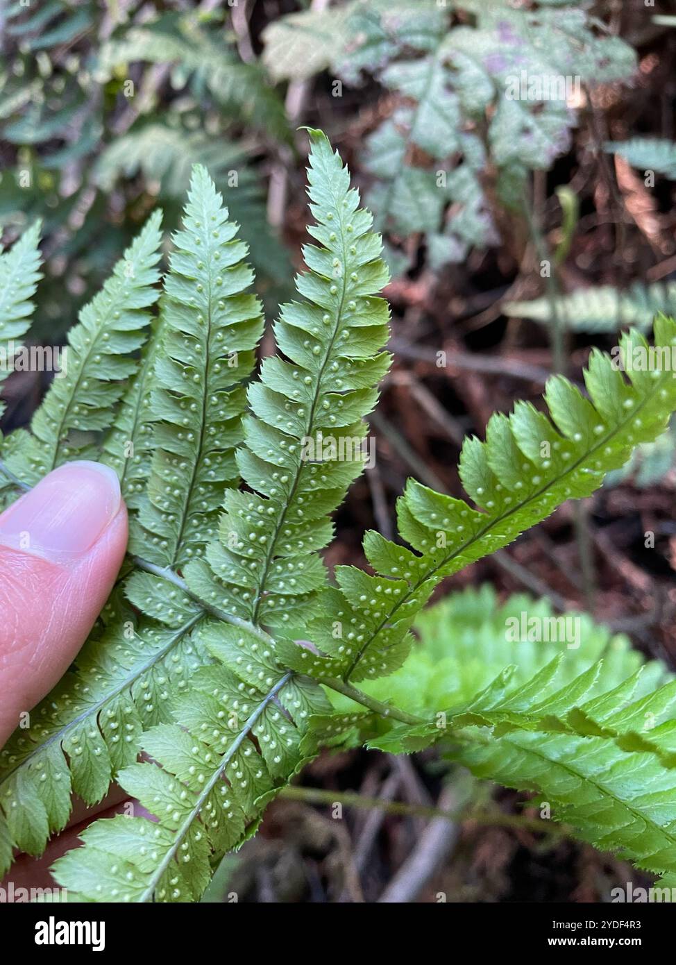 coastal woodfern (Dryopteris arguta Stock Photo - Alamy