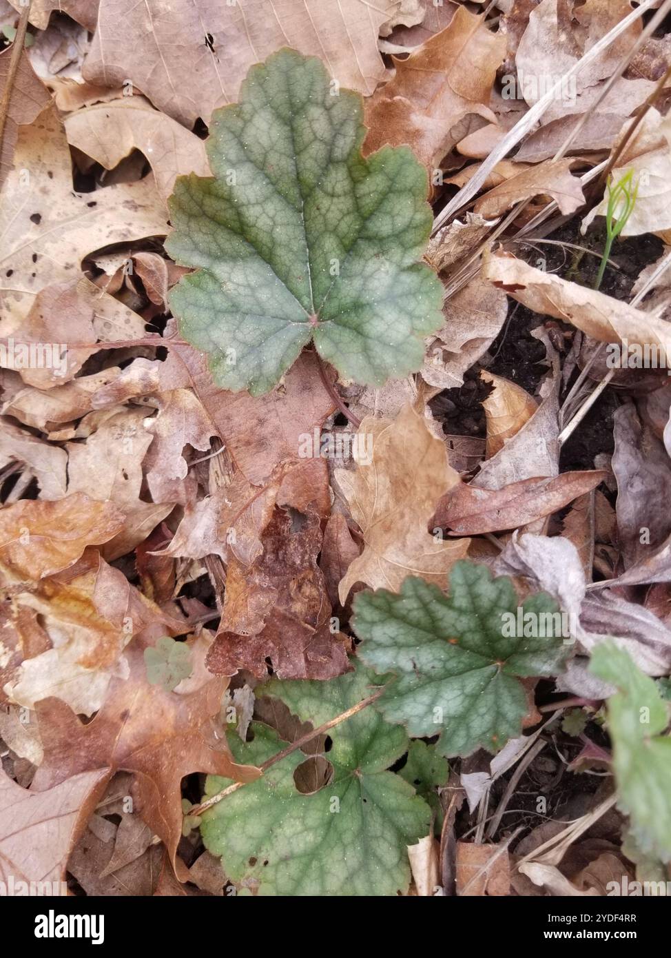 American alumroot (Heuchera americana Stock Photo - Alamy