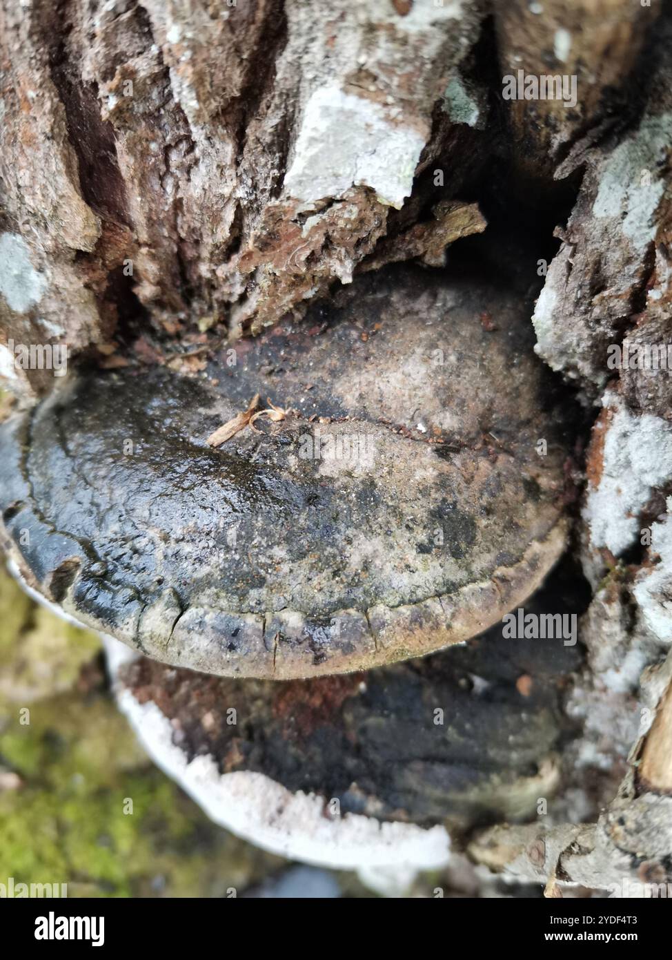 Willow Bracket (Phellinus igniarius Stock Photo - Alamy