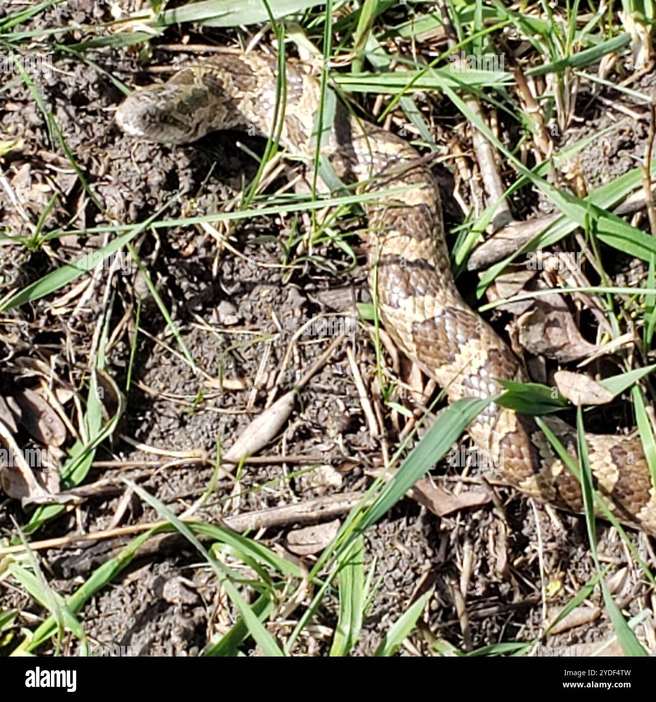 Prairie Kingsnake (Lampropeltis calligaster Stock Photo - Alamy