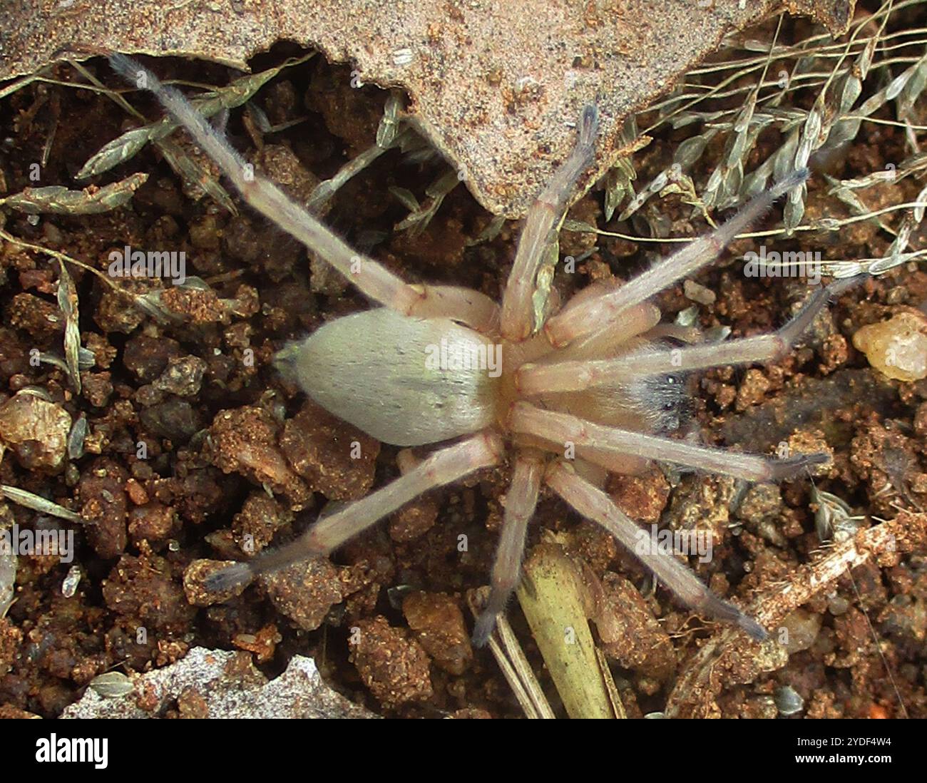Longlegged Sac Spiders (Cheiracanthium Stock Photo - Alamy