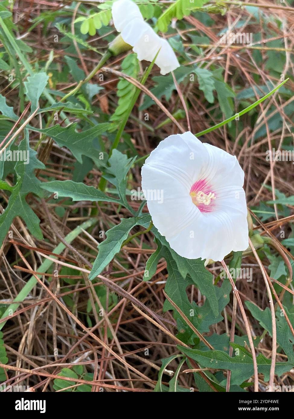 Alamo vine (Distimake dissectus Stock Photo - Alamy