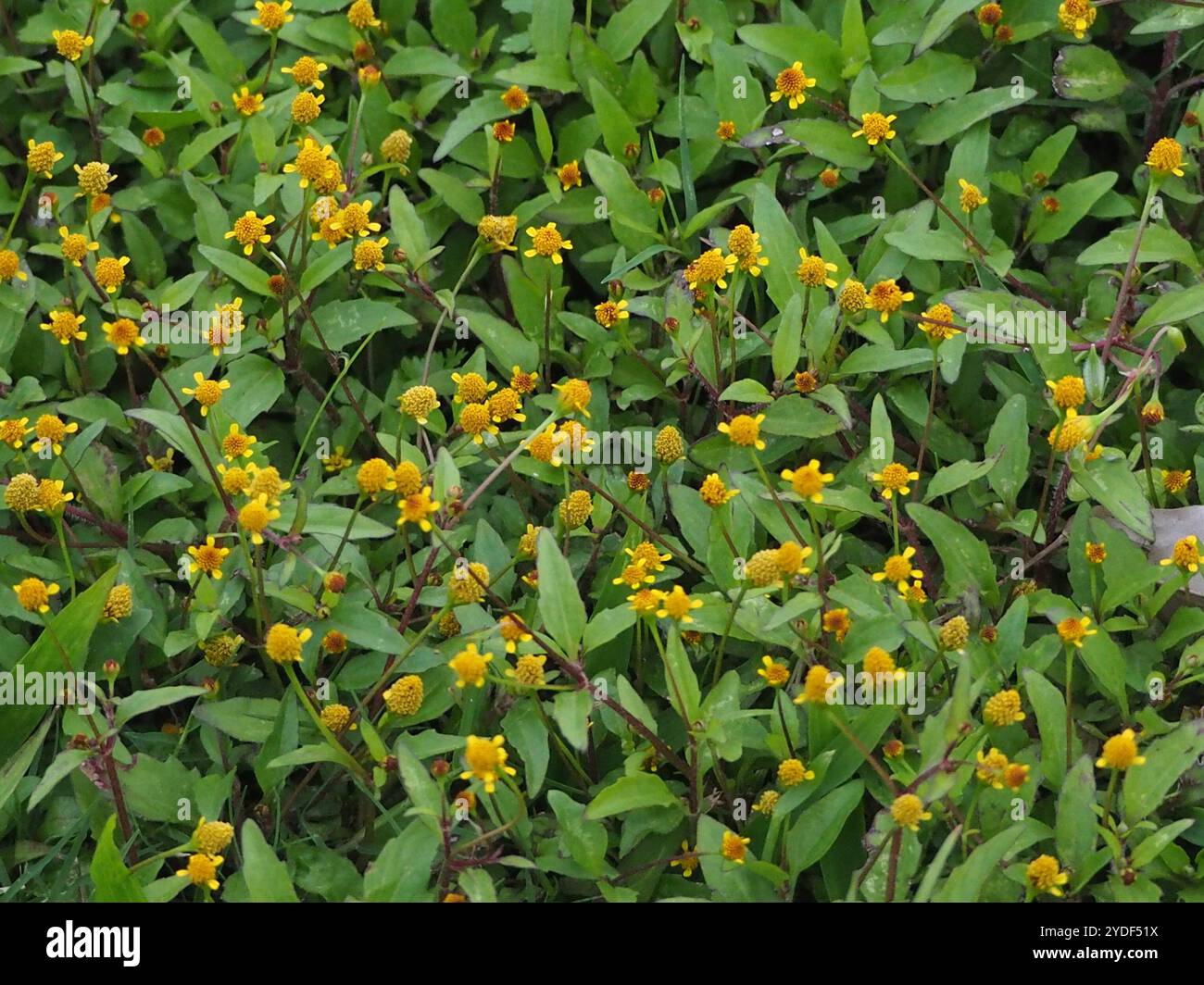 marsh para cress (Acmella uliginosa Stock Photo - Alamy
