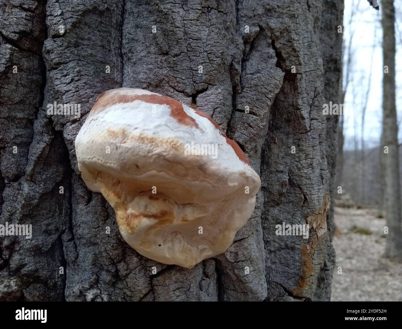 Northern Red Belt (Fomitopsis mounceae Stock Photo - Alamy