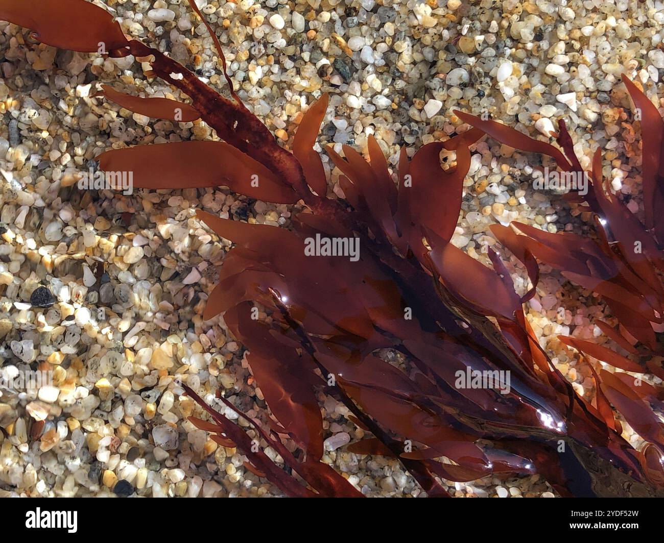 Bleach Weed (Prionitis sternbergii Stock Photo - Alamy