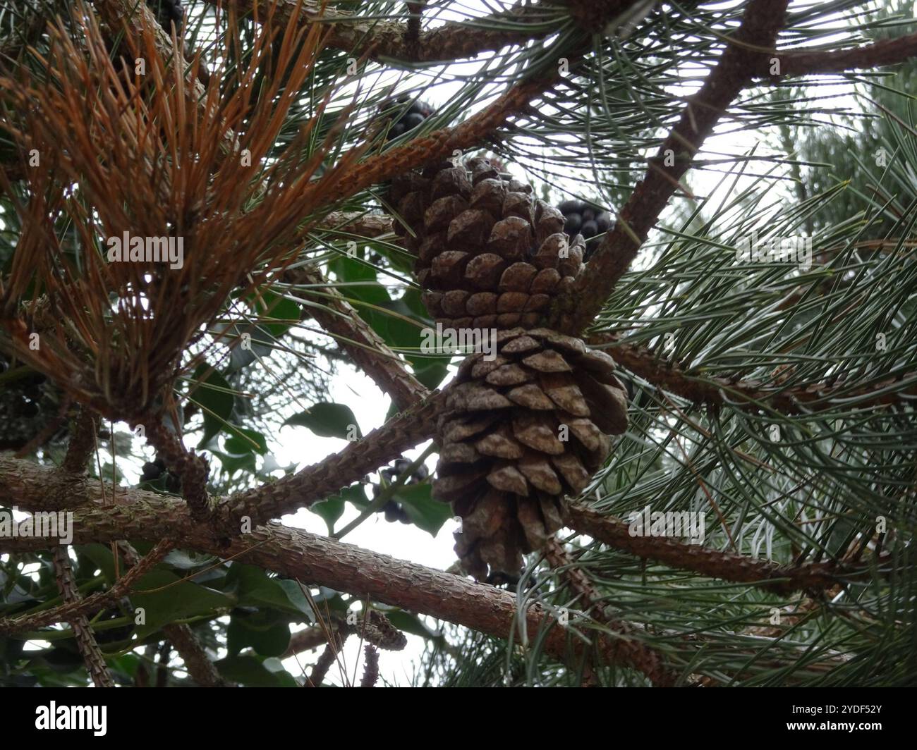 maritime pine (Pinus pinaster Stock Photo - Alamy