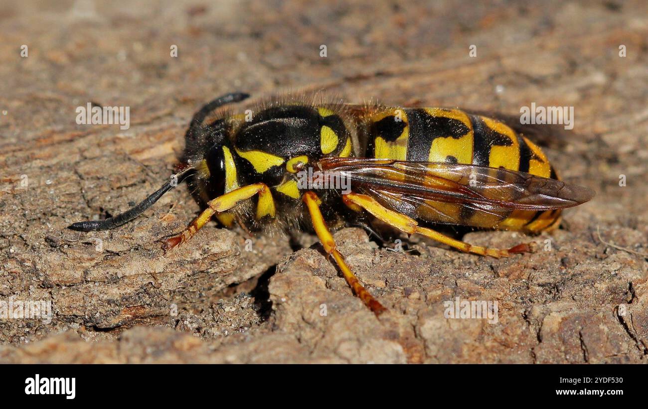 German Yellowjacket (Vespula germanica Stock Photo - Alamy