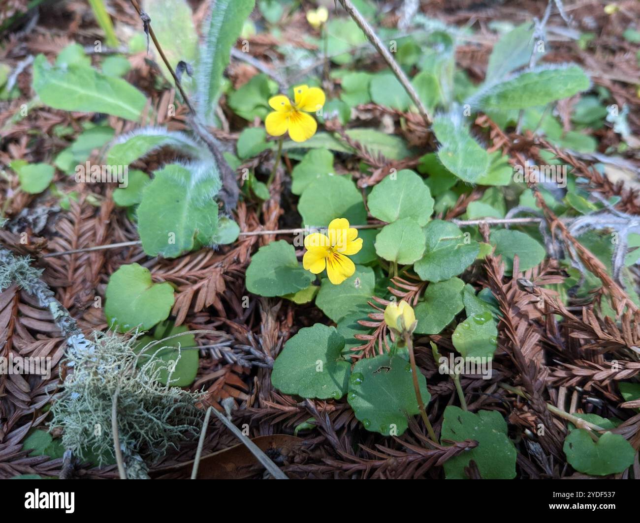 Redwood violet hi-res stock photography and images - Alamy