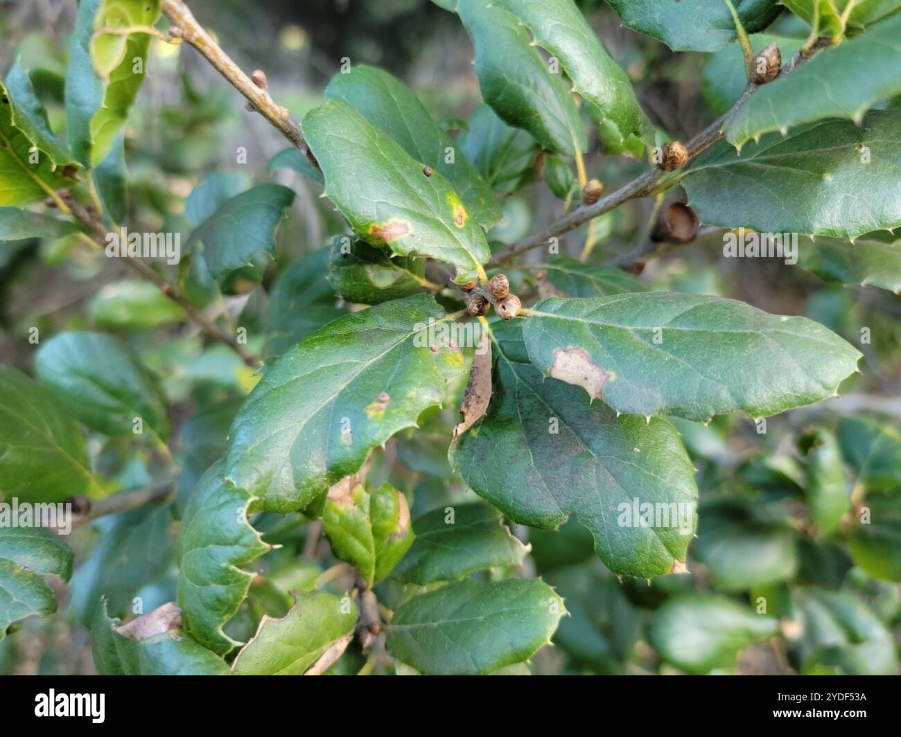 coast live oak (Quercus agrifolia Stock Photo - Alamy