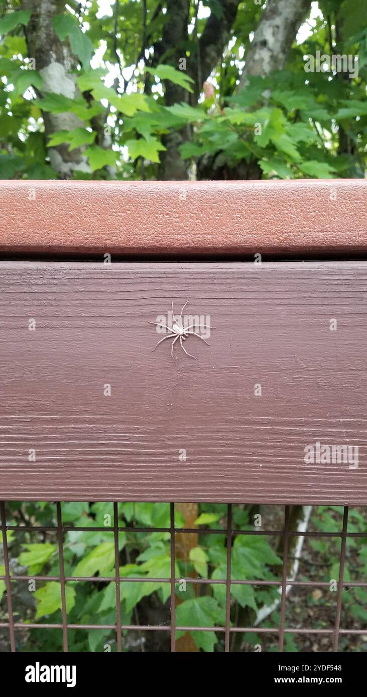 Crescent-eyed Spiders (Selenops Stock Photo - Alamy