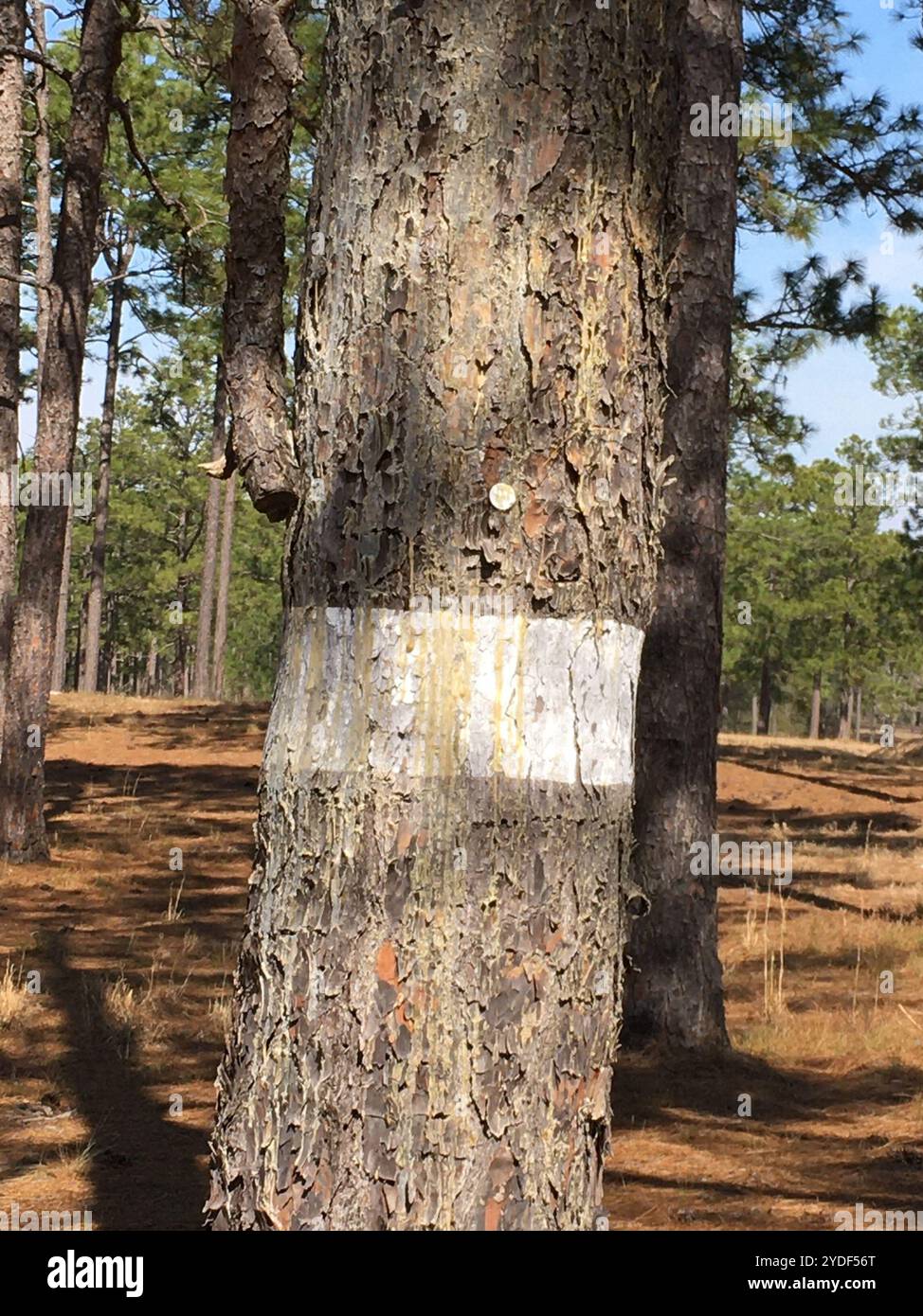 Red-cockaded Woodpecker (Dryobates borealis Stock Photo - Alamy