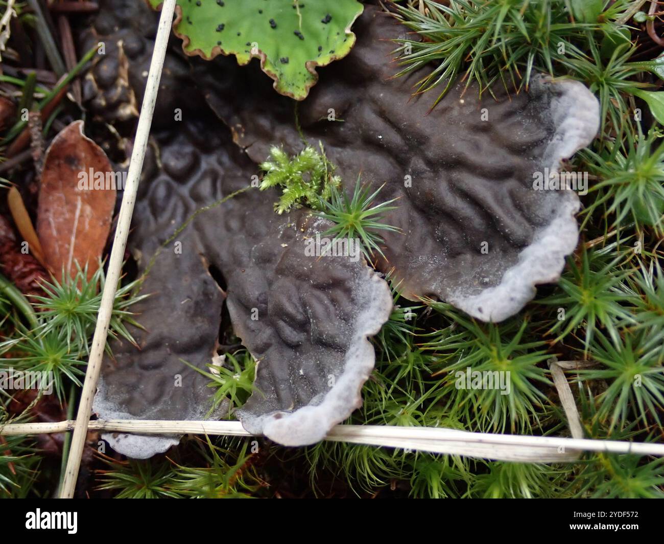 membranous pelt lichen (Peltigera membranacea Stock Photo - Alamy