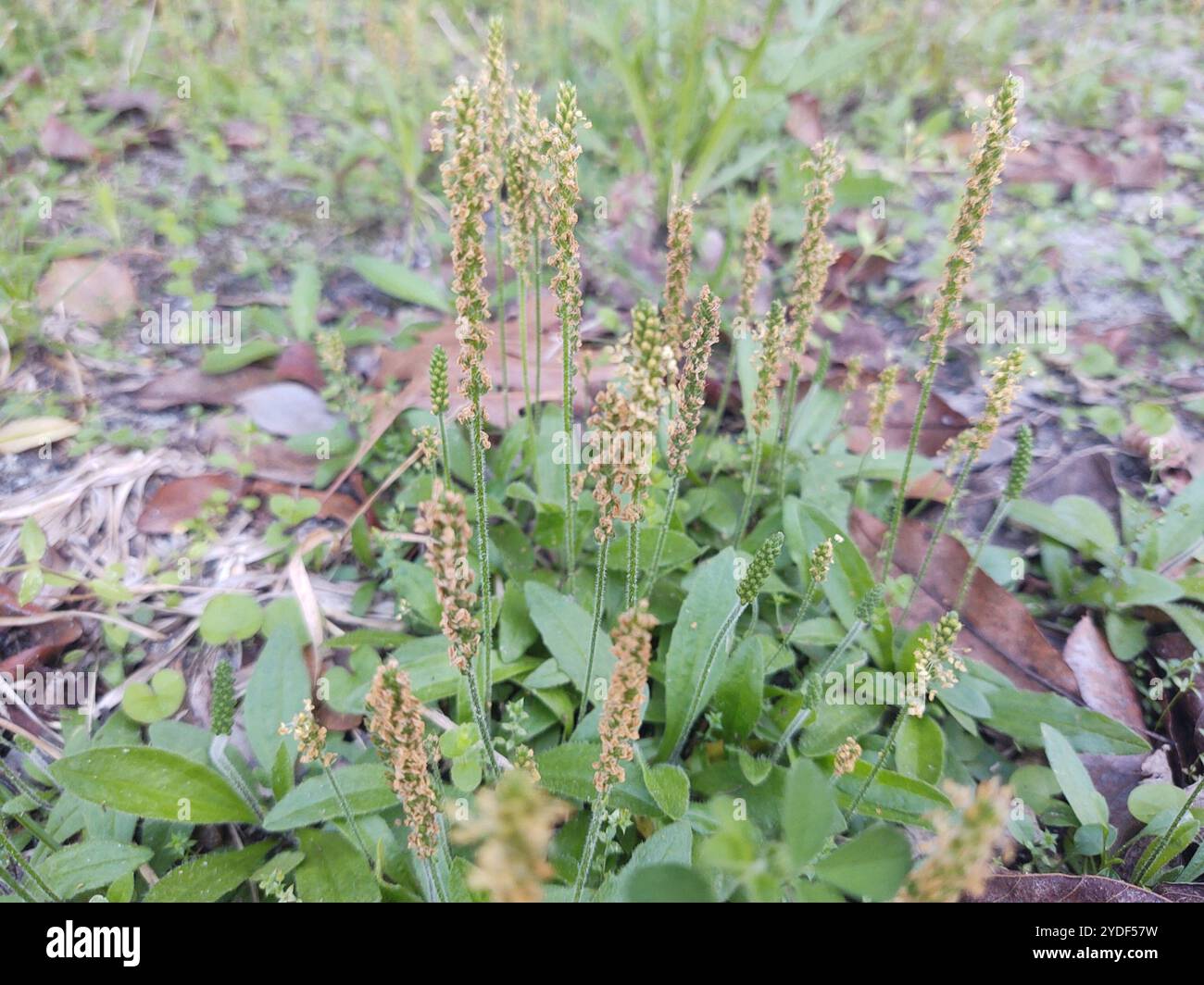 dwarf plantain (Plantago virginica Stock Photo - Alamy