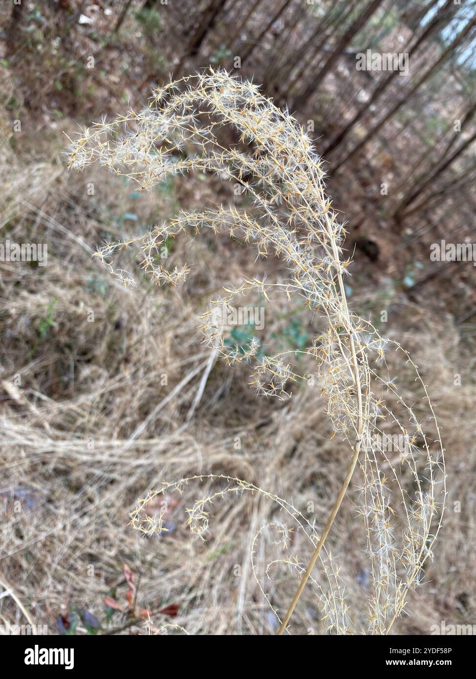 Chinese silver grass (Miscanthus sinensis Stock Photo - Alamy