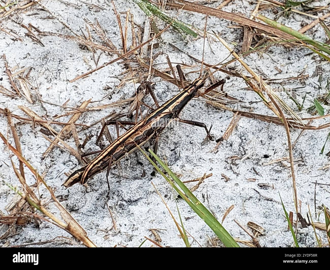 Southern Two-striped Walkingstick (Anisomorpha buprestoides Stock Photo ...