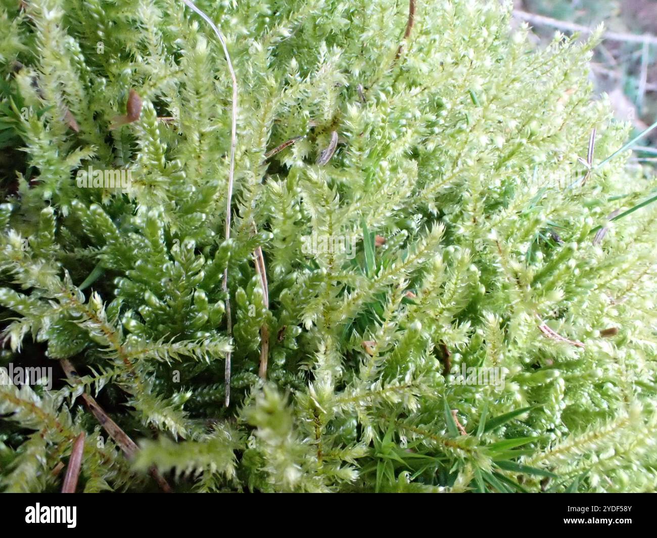 Common striated feather moss hi-res stock photography and images - Alamy