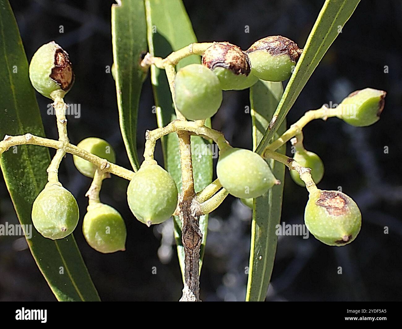 Dune olive (Olea exasperata Stock Photo - Alamy