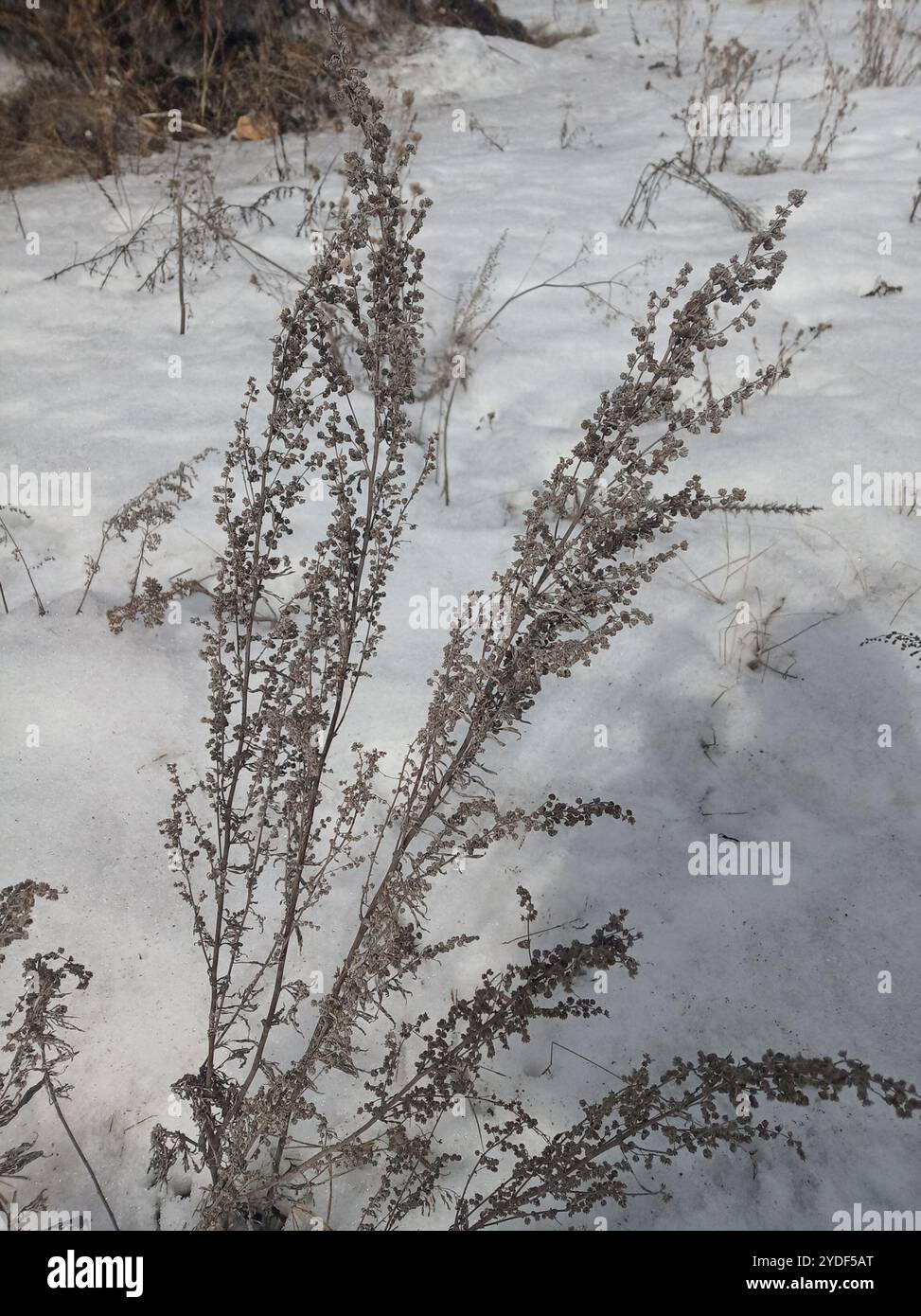 absinthe wormwood (Artemisia absinthium Stock Photo - Alamy