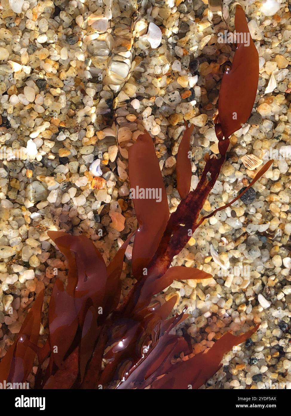 Bleach Weed (Prionitis sternbergii Stock Photo - Alamy