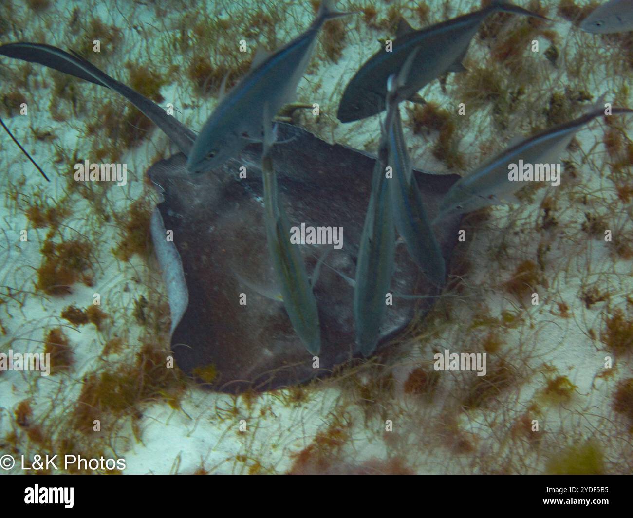 Bar Jack (Caranx ruber Stock Photo - Alamy