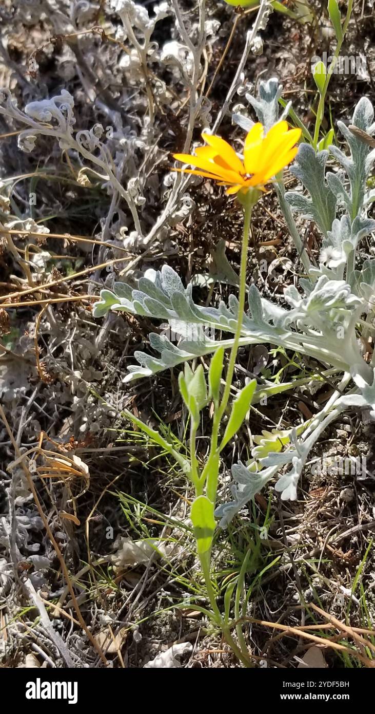 Cape marigold (Dimorphotheca sinuata Stock Photo - Alamy