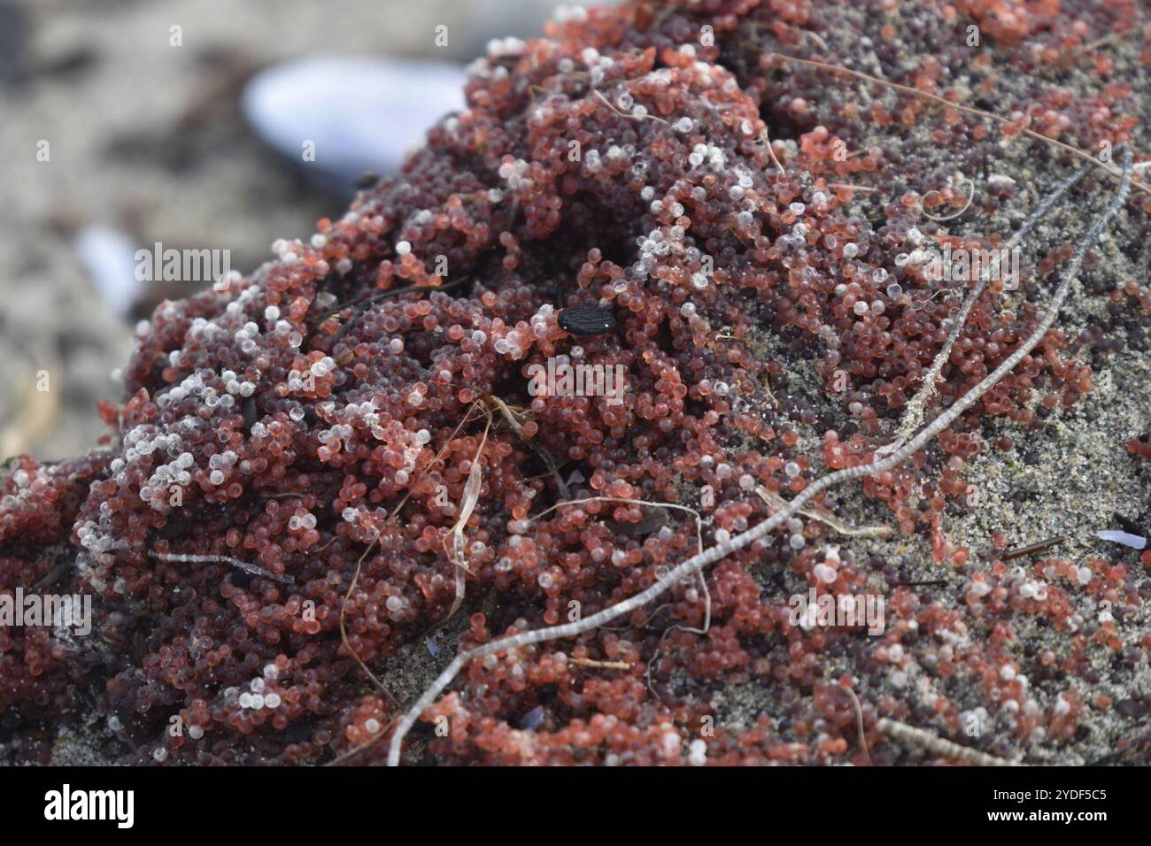 Pacific Herring (Clupea pallasii Stock Photo - Alamy