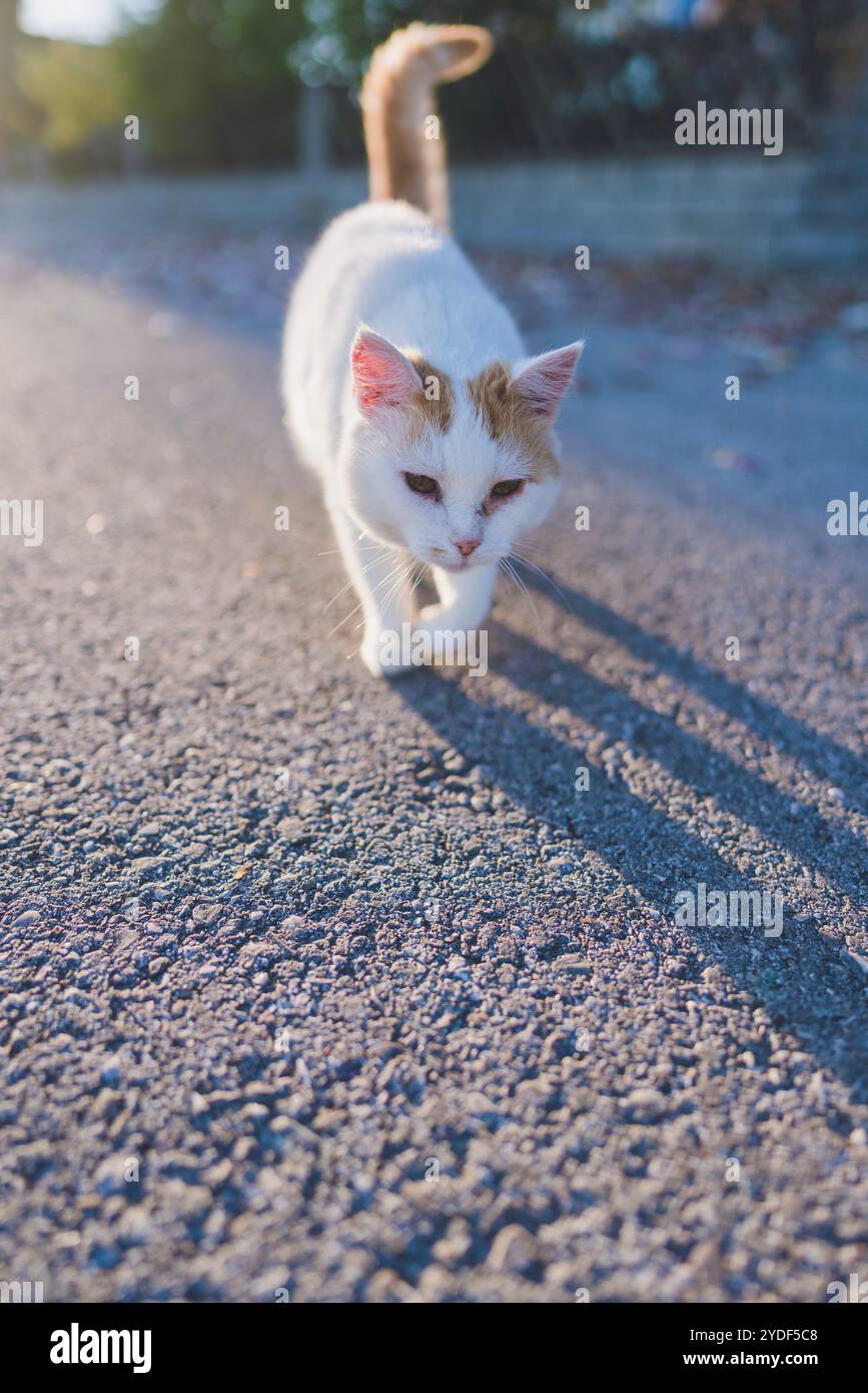 Playful afternoon white cat hi-res stock photography and images - Alamy